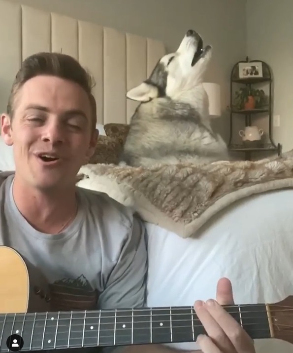 Husky Joins His Owner to Sing a Song to Cheer People Up - https ...
