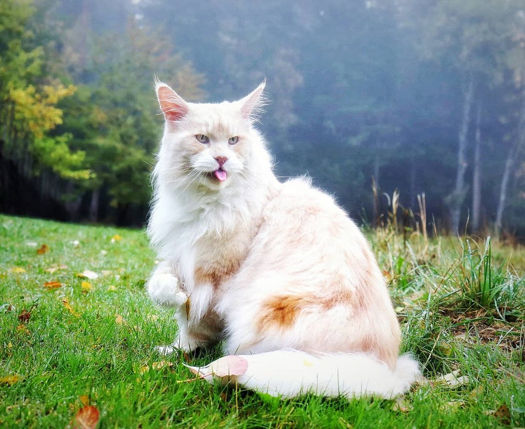 Lotus is Instagram’s Most Adorable Maine Coon Cat