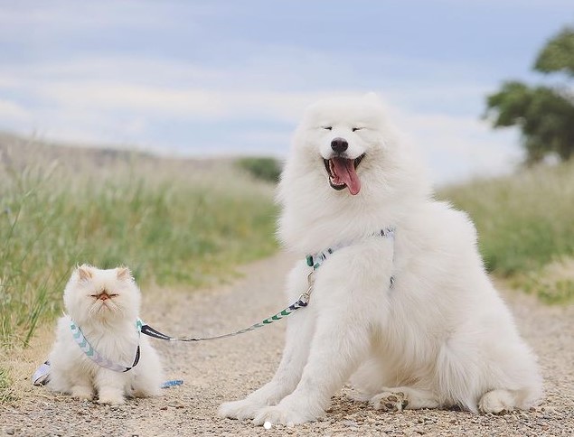 This Happy Dog and Grumpy Cat Have the Most Adorable Friendship Ever ...