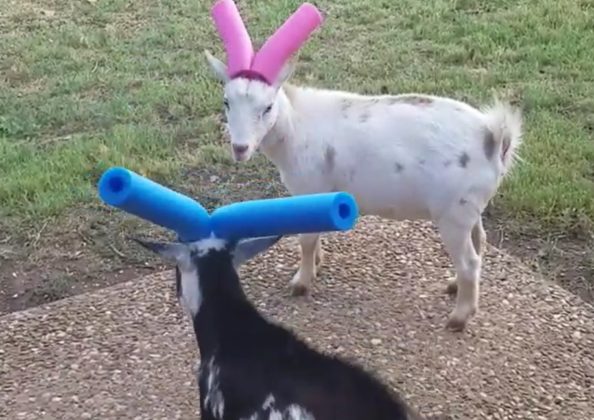 Watch Two Goats Playfully Battle While Wearing Pool Noodles on Their ...