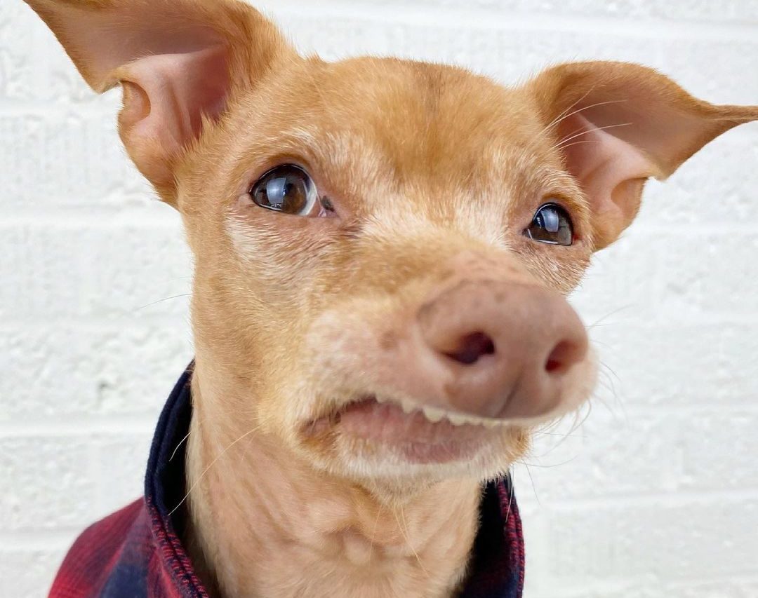 Look At That Face! Tuna the Chiweenie Will Capture Your Heart - https ...