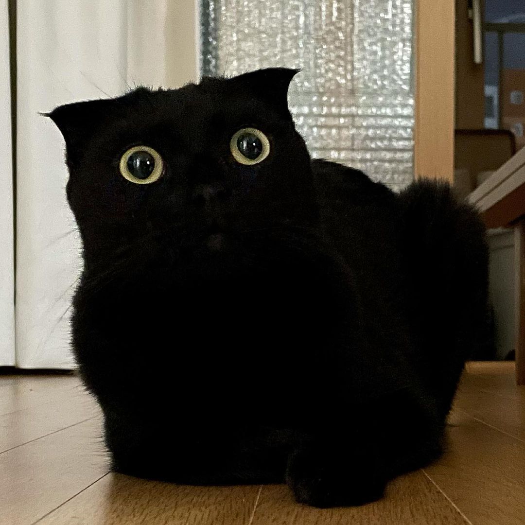 Meet Meon Ji the Black Cat That Blend Into His Surroundings - https ...