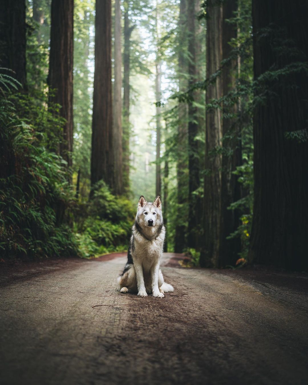 Loki the Wolfdog is One of Instagram's Leading Petfluencers - https ...
