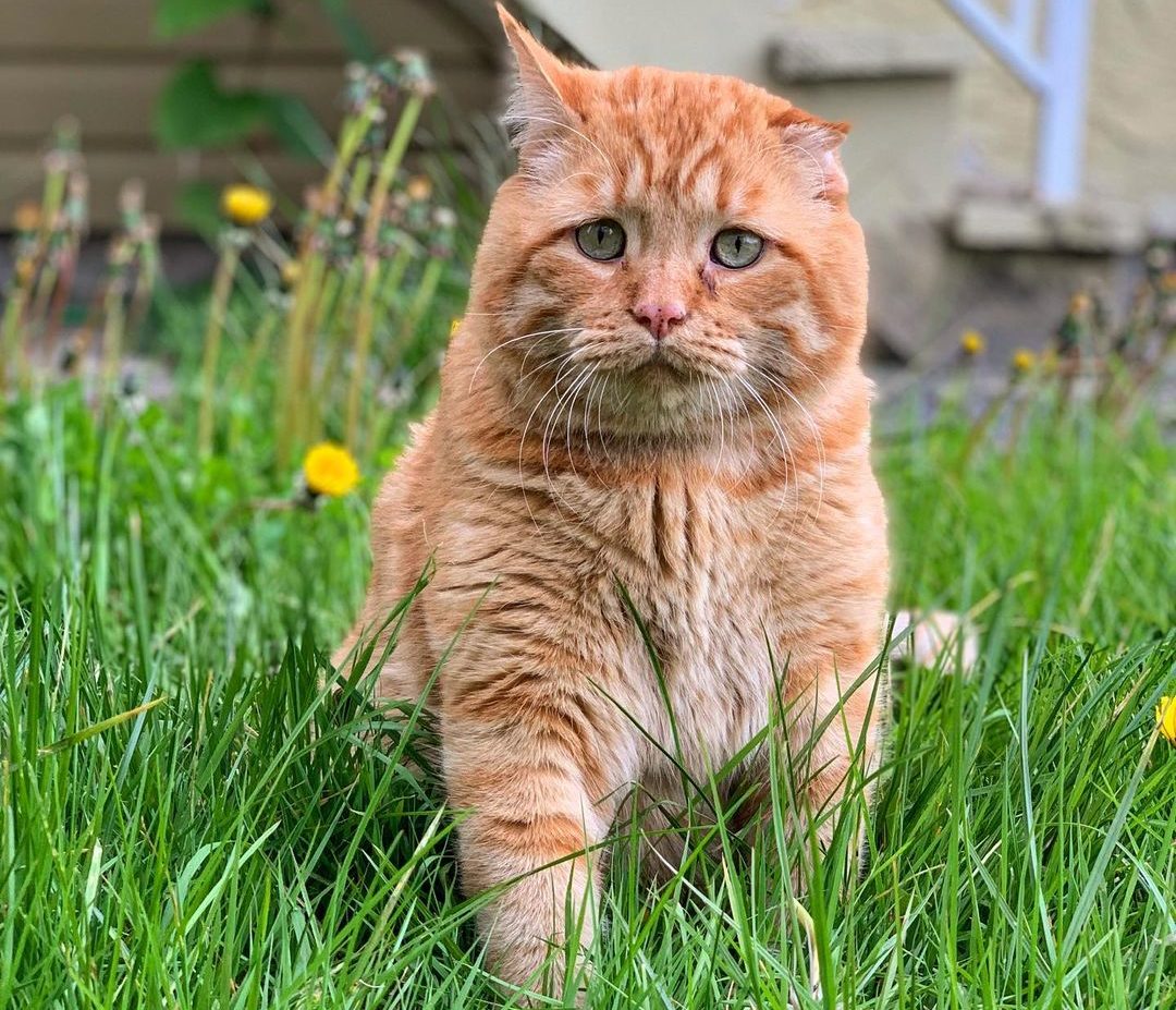 BenBen: How the Saddest Cat on the Internet Became an Instagram ...