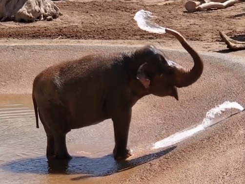 Genius Elephant Makes a Sprinkle With His Trunk to Cool Off on a Hot ...