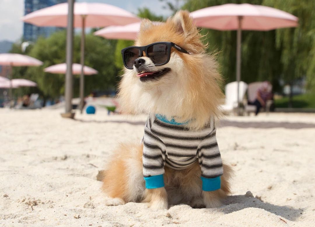 Pom Pom Chewy is the Most Elegant Pomeranian Dog on Instagram - https ...