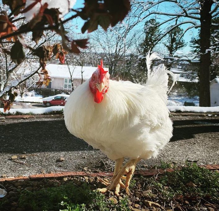 Boo the Roo Gets a Second Chance at Life After Being Saved From Meat ...