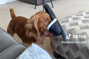 Dog Has a Hilarious Reaction After Being Caught Chewing on a Slipper ...