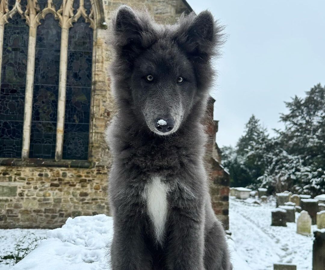 The Internet is in Love With This Beautiful Blue Wolfdog - https ...