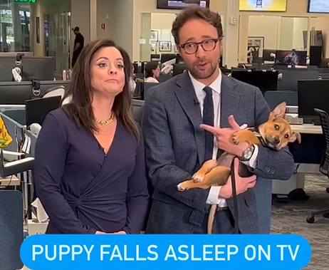 Dog Becomes Internet Star After Falling Asleep in News Anchor’s Arms on ...