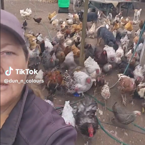 “Chicken Wars“ is the Newest Trend Taking Over TikTok - https ...