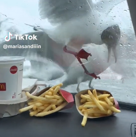Flock of Seagulls Try to Steal TikToker’s French Fries in This Viral ...