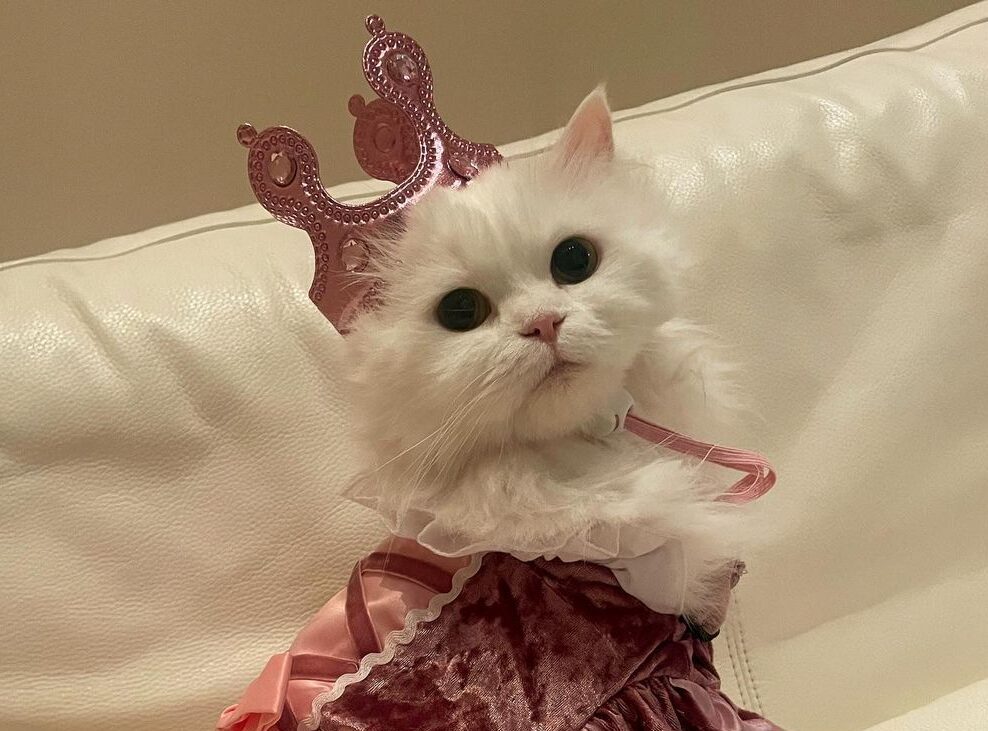 Meet Pixie, The Fluffy White Potato Cat - https://everydaymonkey.com