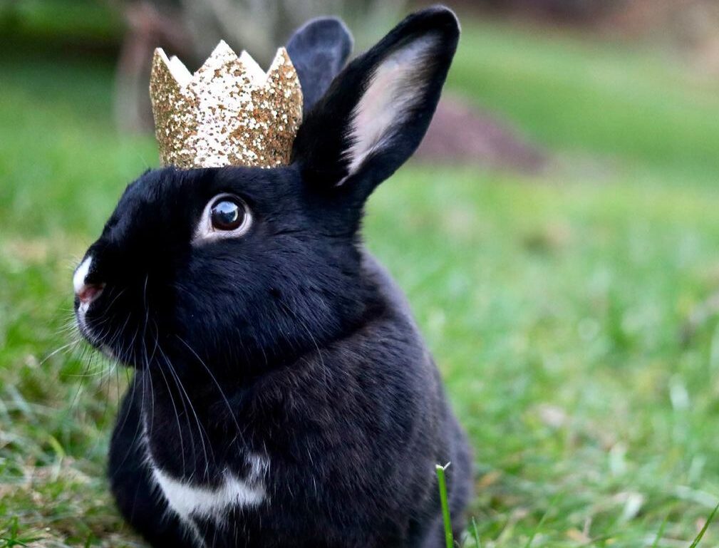 Lennon the Bunny Will Make You Want to Adopt Your Own Rabbit - https ...