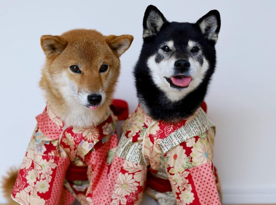 These Two Shiba Inu Twins Do Everything Together And It's So Cute ...