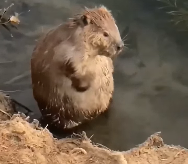 This Beaver Taking a Bath is the Cutest Thing Ever - https ...