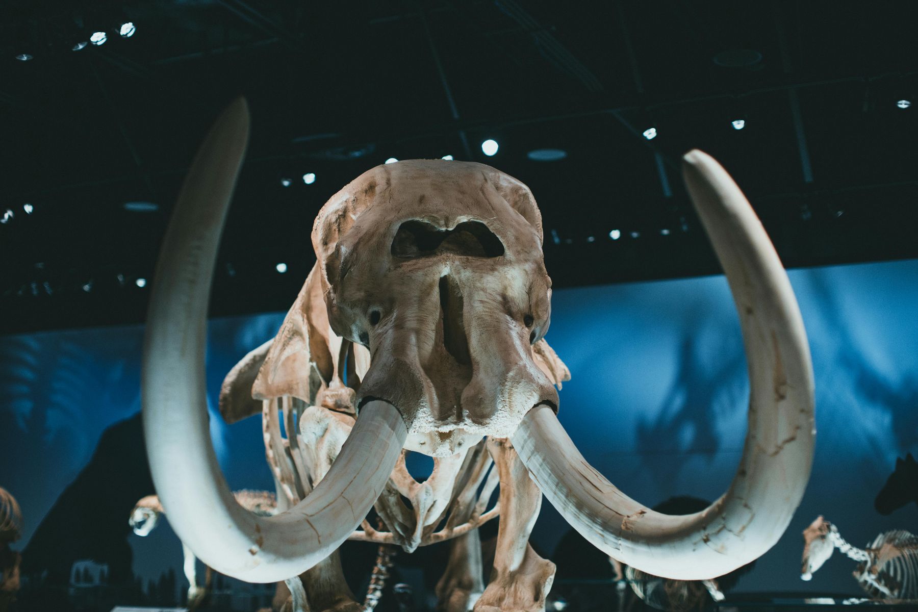 Rare Prehistoric Mastodon Jaw Found in New York Backyard - https ...