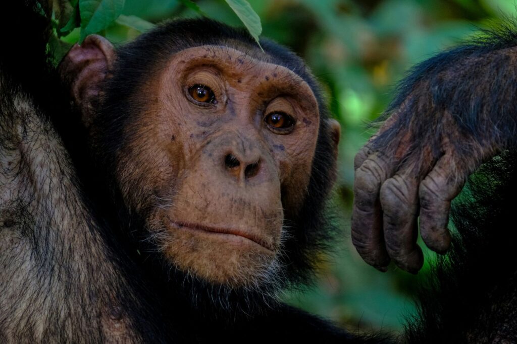 From Lab to Liberation: How Chimp Haven Gives Retired Research Chimps a ...