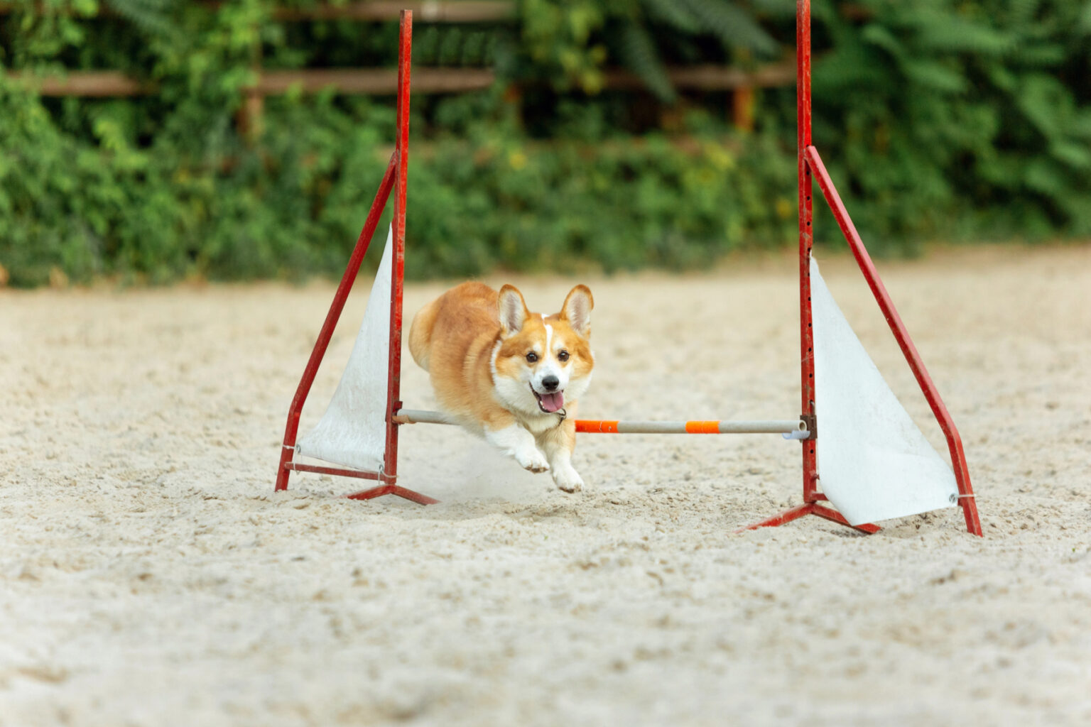 The Corgi Derby 2025: Where Queen Elizabeth’s Favorite Dogs Race for ...