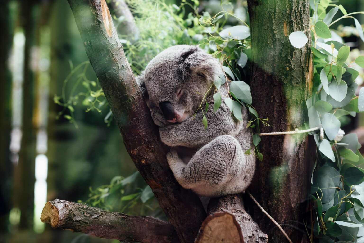 Why Is Australia Shooting Koalas from Helicopters? The Controversial ...